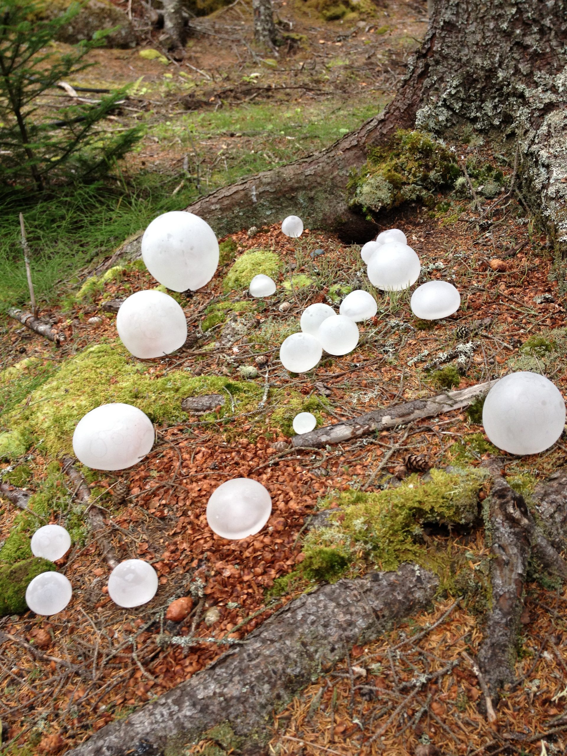 Supernatural Series – Mara G. Haseltine